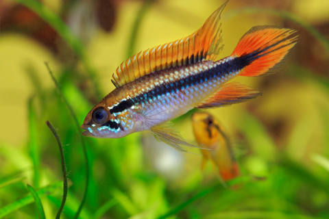 Apistogramma: Complete Knowledge and Care Guide for Dwarf Cichlids