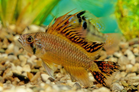 Apistogramma: Complete Knowledge and Care Guide for Dwarf Cichlids